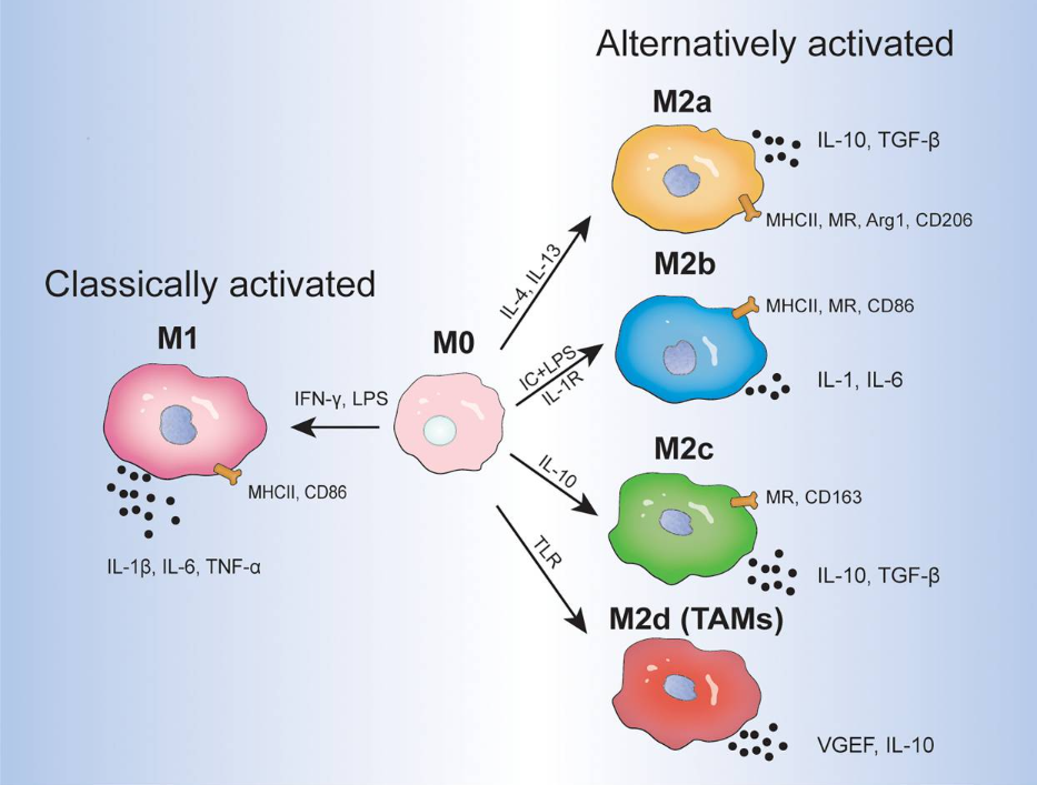 DW巨噬细胞M2诱导