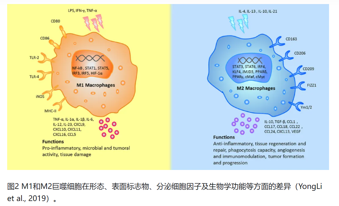 DW巨噬细胞M2诱导